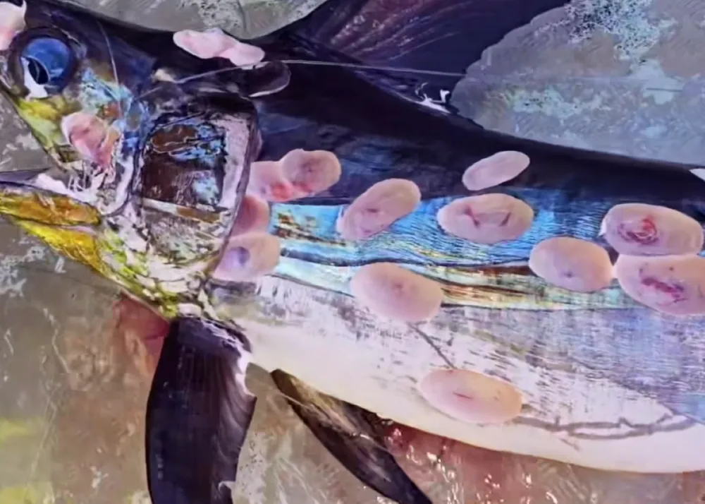 Fisherman Shocked After Reeling in Swordfish Covered in Strange Round ...