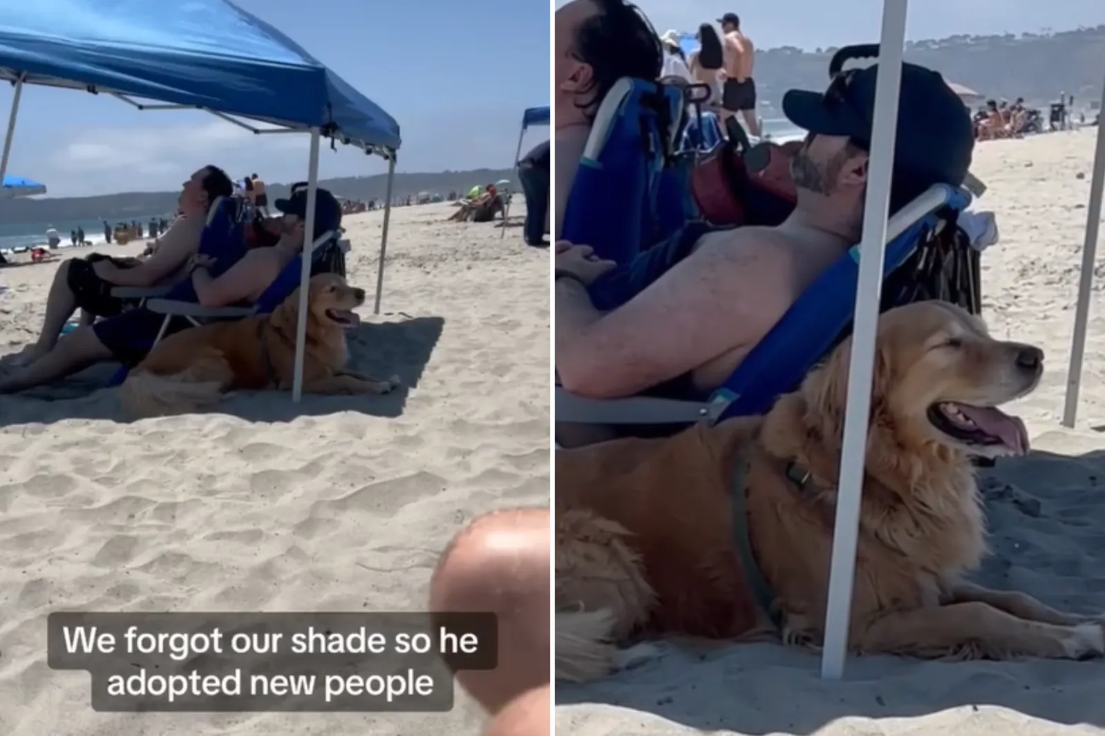 Golden Retriever Ditches Owner at Beach for Strangers With Cooler Setup ...