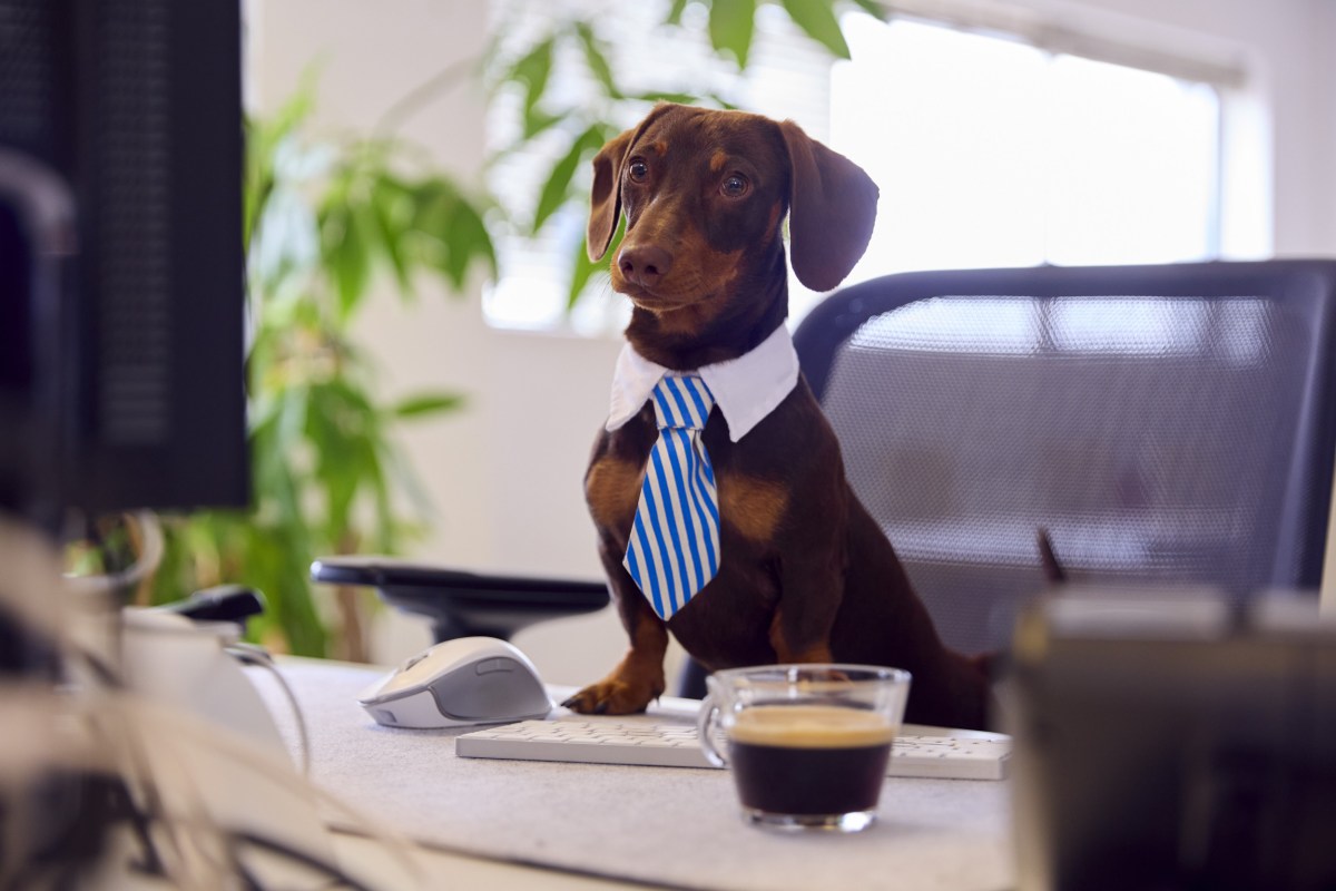 Worker Brings Dachshund Puppy to the Office, Internet Obsessed With ...