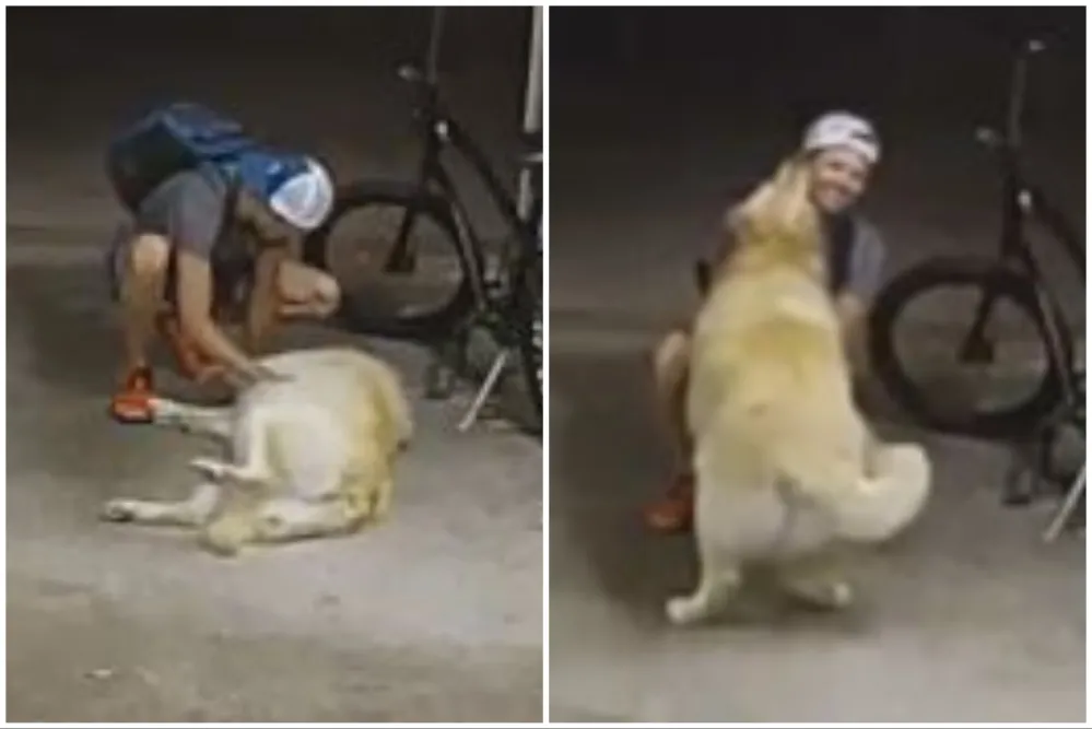 Watch Burglary Suspect Pause From Stealing Bike To Play With Victim’s ...