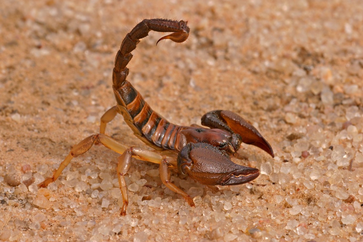 Girl, 1, Dies After Being Stung by Scorpion While Playing in Yard ...