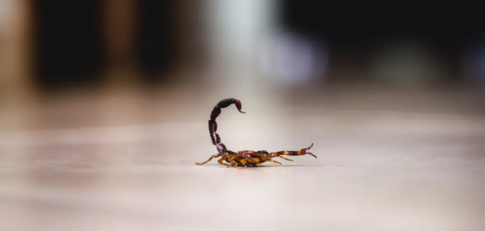 Girl, 1, Dies After Being Stung by Scorpion While Playing in Yard ...