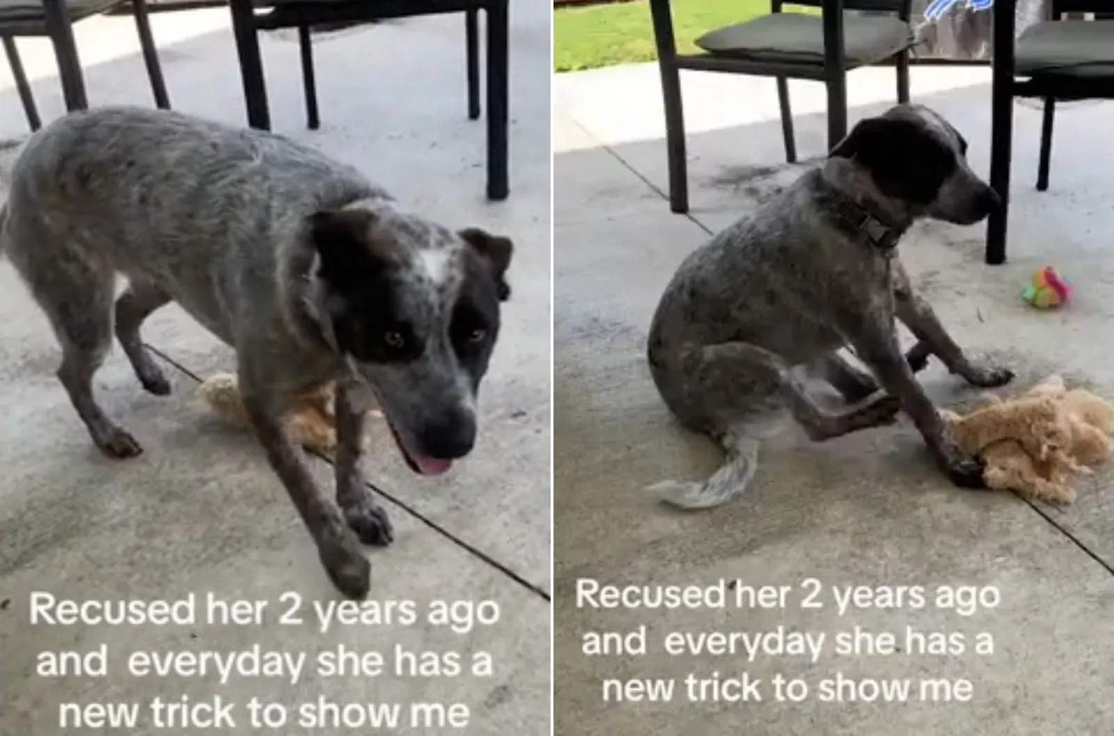 ‘Smart’ Rescue Dog Surprising Owner With New Tricks Delights Internet ...