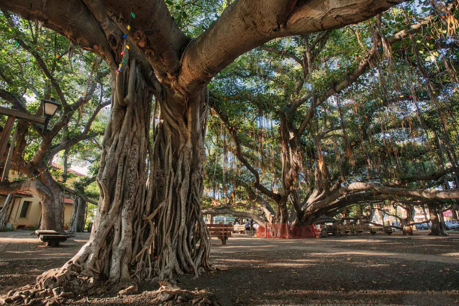 Maui’s Oldest Living Tree Incinerated in Hawaii Wildfires - Newsweek