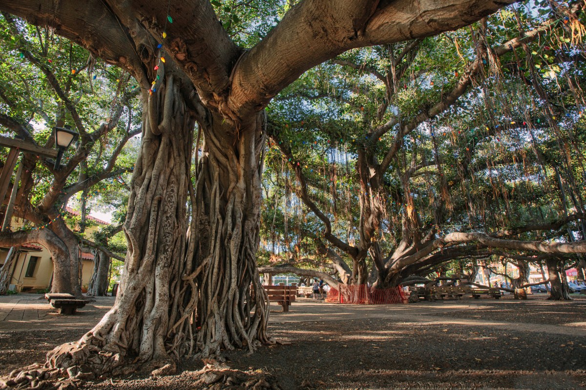 Maui’s Oldest Living Tree Incinerated in Hawaii Wildfires - Newsweek