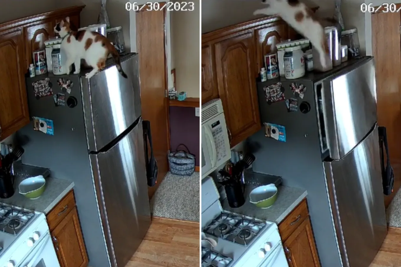 Owner Calls Cops After Cat Opens the Freezer - Newsweek