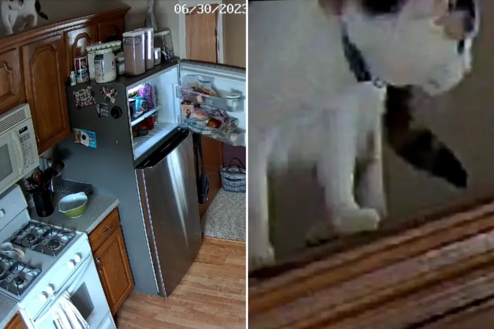 Owner Calls Cops After Cat Opens the Freezer - Newsweek
