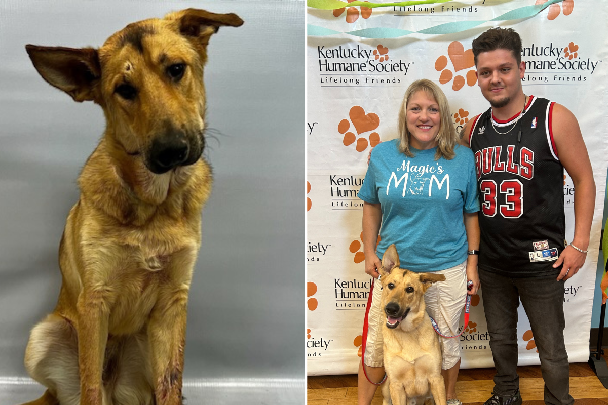 Dog ‘Looking Up’ at Abuser When He Was Shot in the Face Finds Forever ...