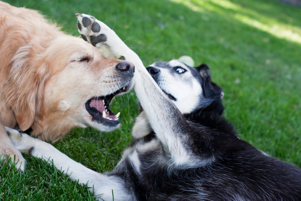 Golden Retriever Biting His Own Leg in a Fight Shown in Hysterical Clip ...
