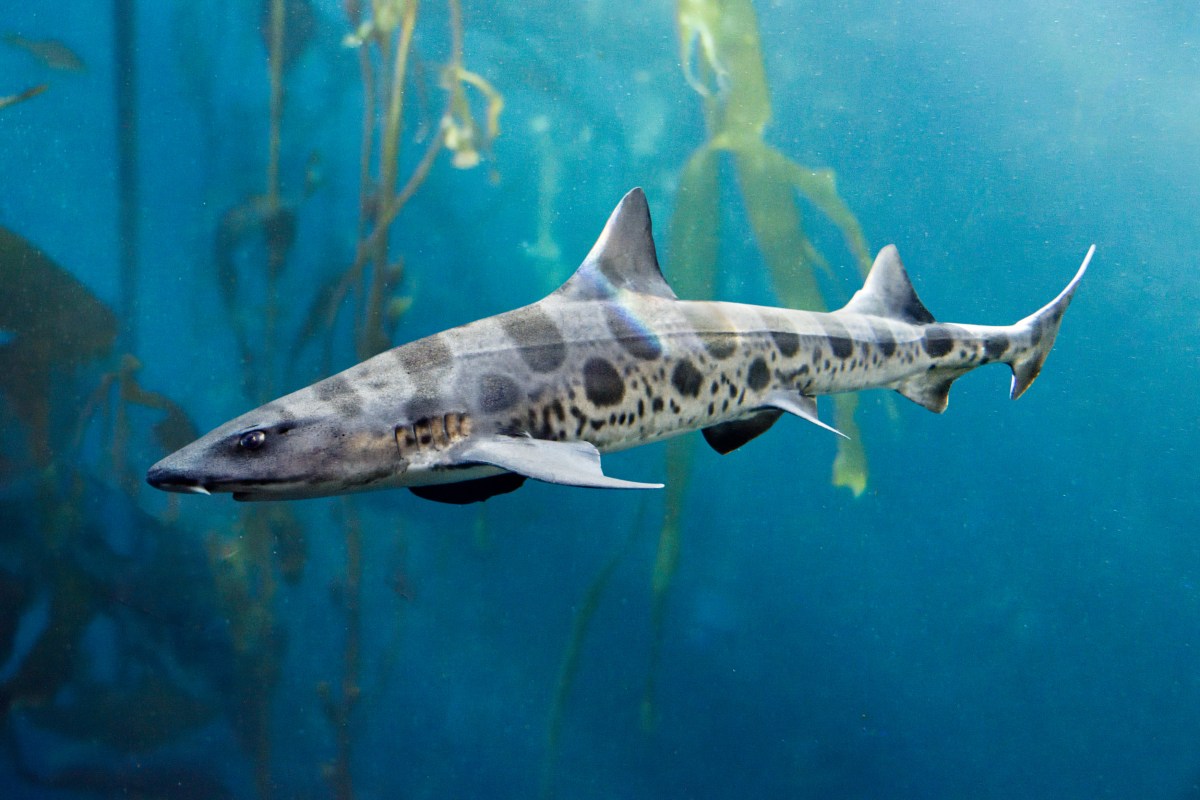 Hundreds of Pregnant Sharks Gather in California During Hilary - Newsweek