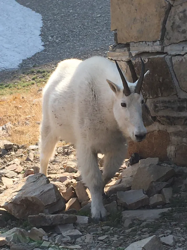 Officials Warn Mountain Goats Are Killing Dogs in Utah - Newsweek