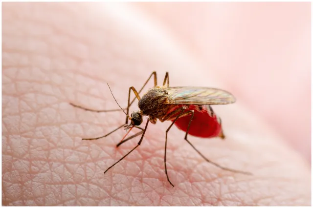 Little Girl Dies From Mosquito Bite in Alabama After Contracting Rare ...