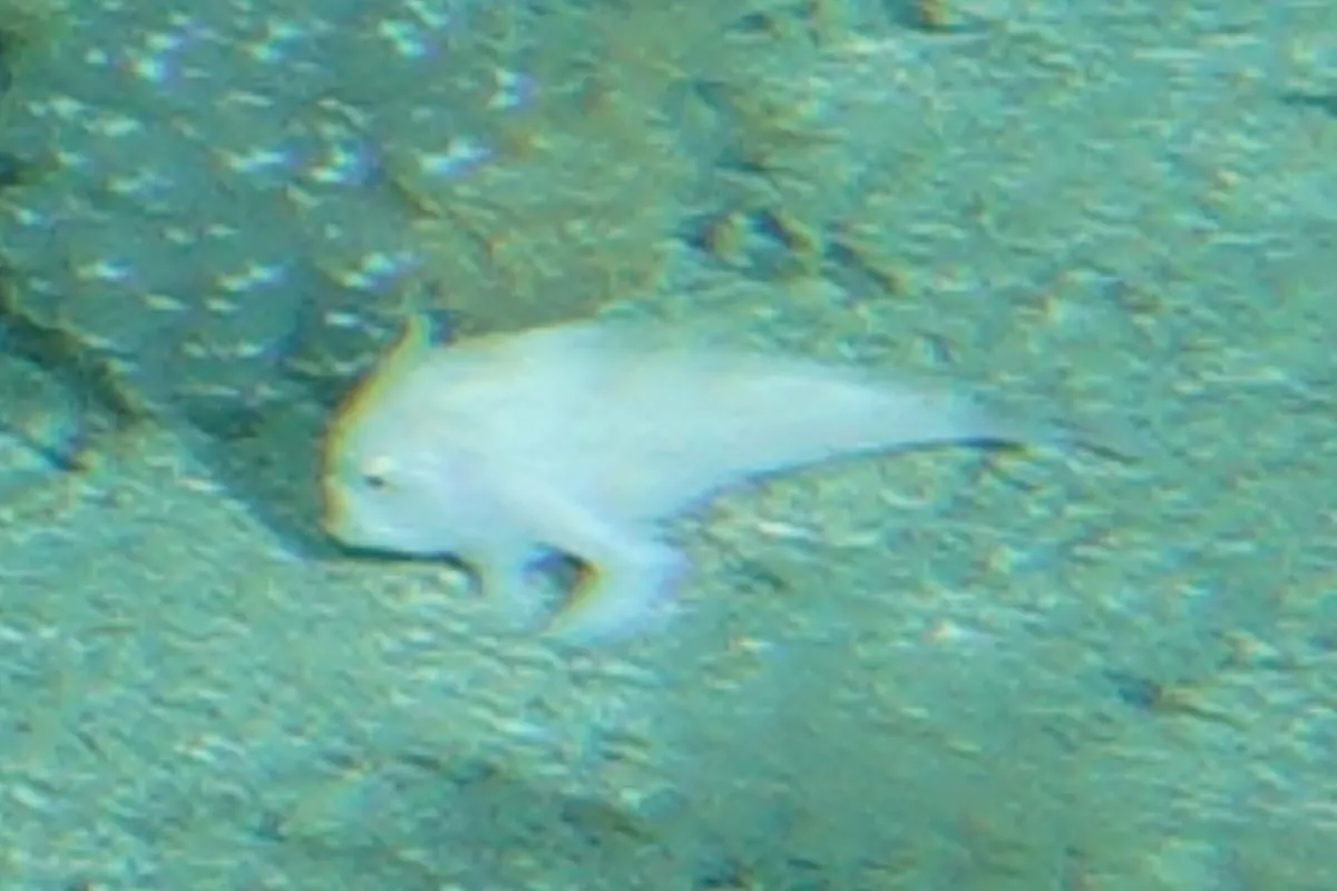 Rare Fish Not Seen for 25 Years May Have Just Been Found - Newsweek