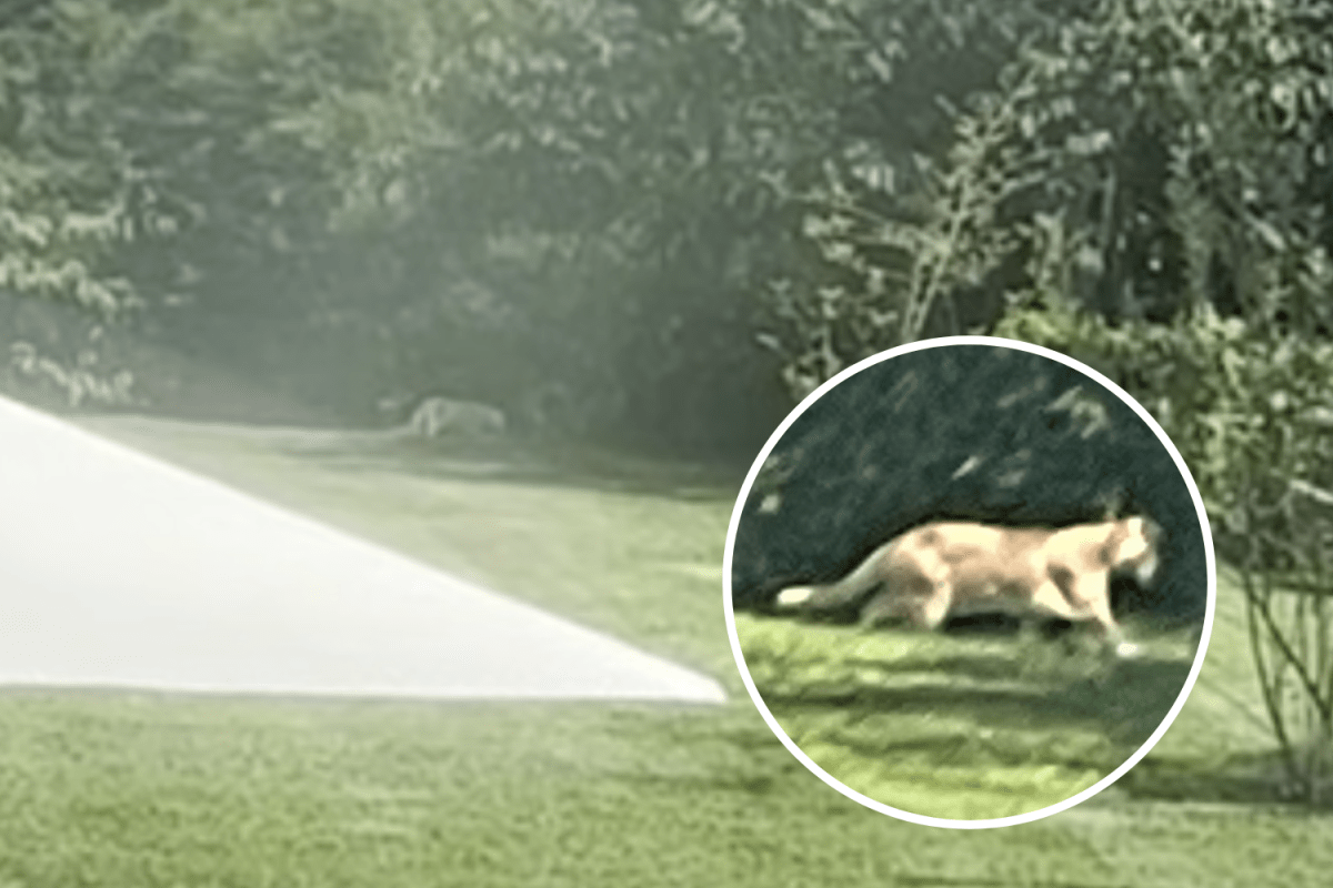 Warning As Footage Appears To Show Mountain Lions Roaming Pennsylvania ...