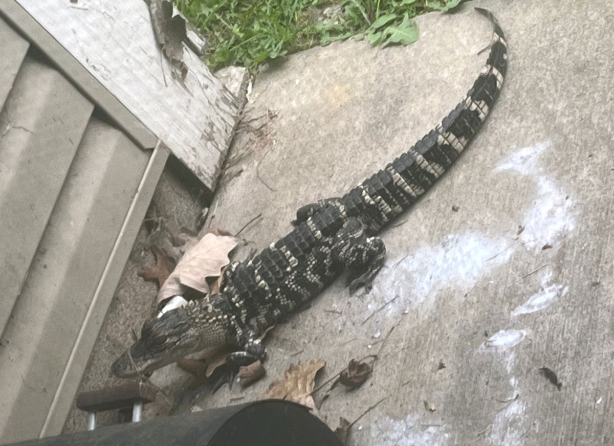 Woman Calls Police Over Huge Alligator on Her Patio - Newsweek