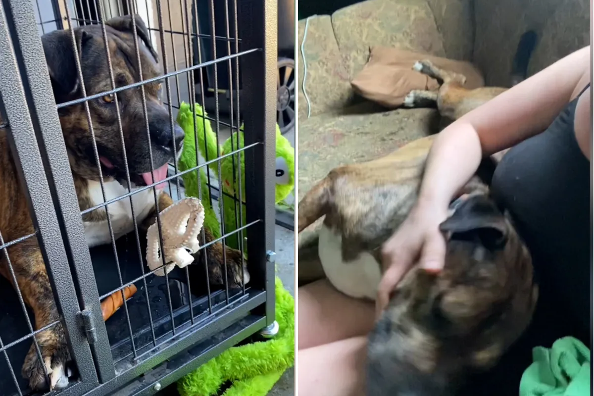 ‘Aggressive’ Rescue Dog Quickly Falls in Love With Owner in Touching ...