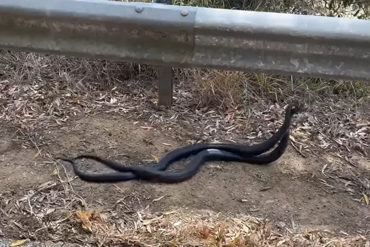 Venomous Male Snakes Seen Fighting Over Female at Side of Road - Newsweek