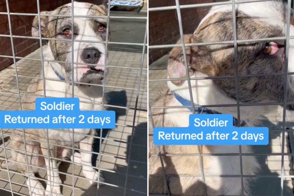 Dog Has the Saddest Expression After Being Returned to Shelter After 2 ...