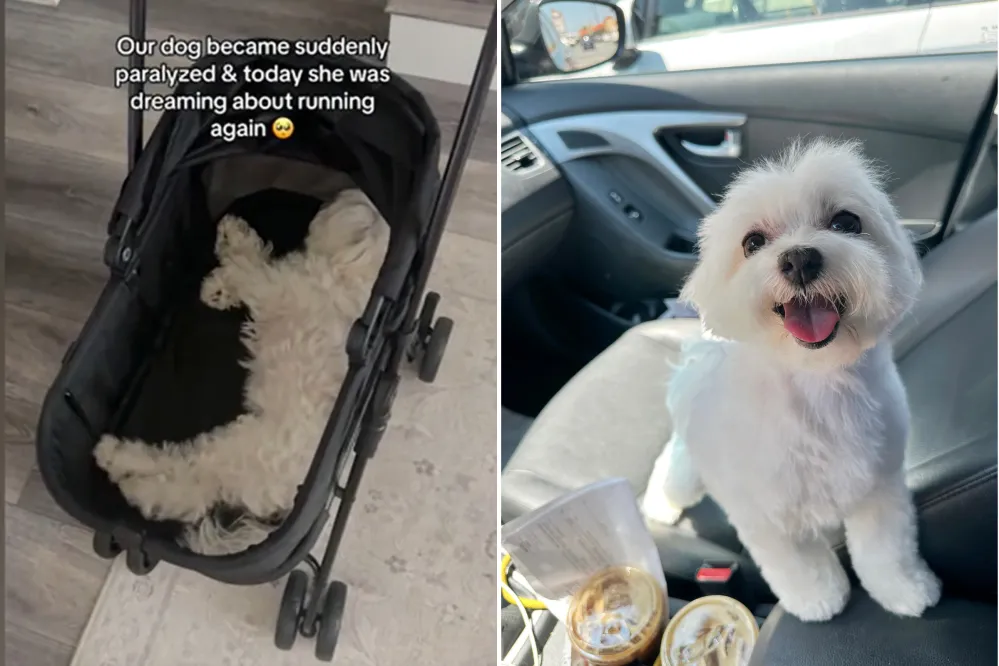 Paralyzed Maltese Running in Her Sleep Breaks Hearts - Newsweek
