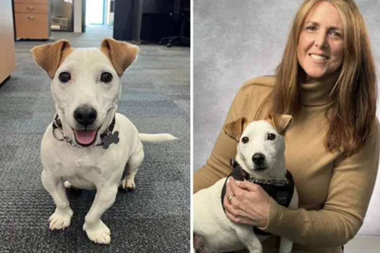 Elderly Dogs Waiting for Forever Homes Break Hearts: ‘Deserve All the ...