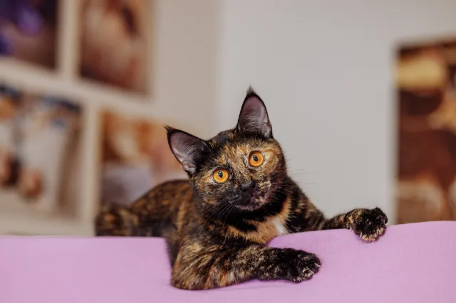 Rescue Cat, Aged 15, Has New Lease of Life After Adoption in Viral Clip ...