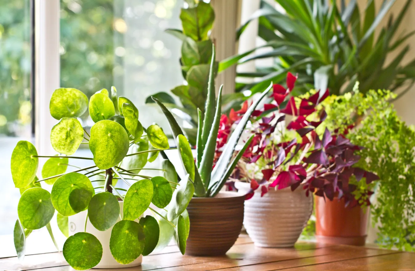 Gardening Experts Reveal the ‘Indestructible’ Plants for Lazy Owners ...