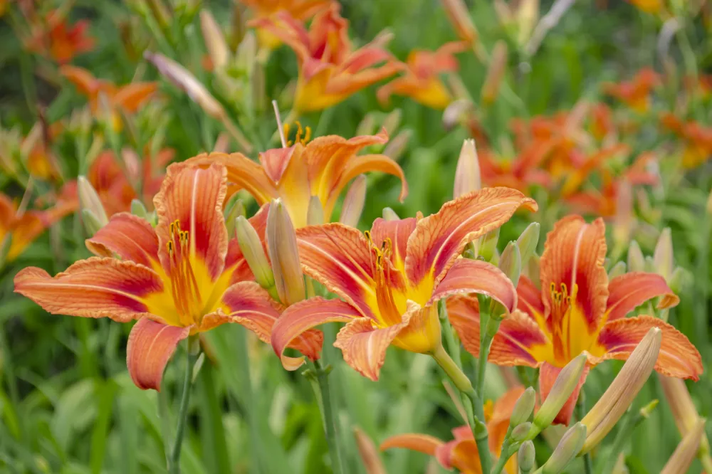 Gardening Experts Reveal the ‘Indestructible’ Plants for Lazy Owners ...