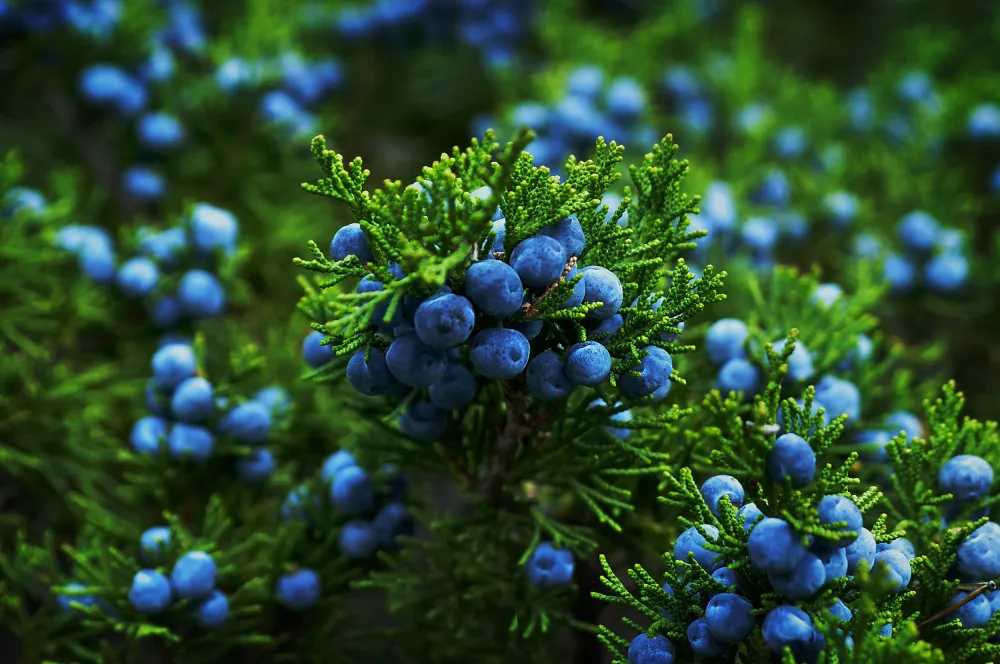 Gardening Experts Reveal the ‘Indestructible’ Plants for Lazy Owners ...