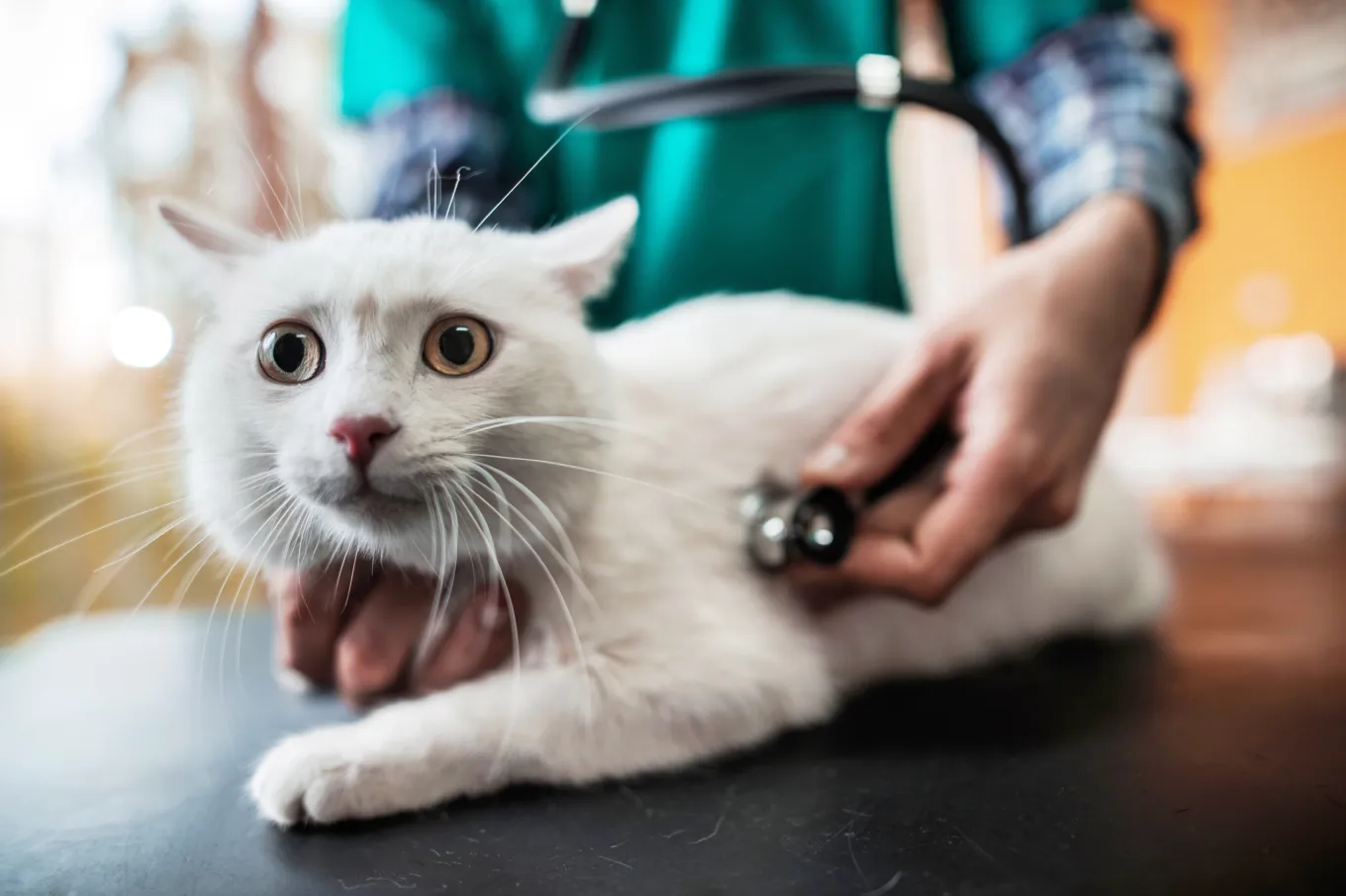 You Believe Your Cat Loves You. Now Science Has Proof. - Newsweek