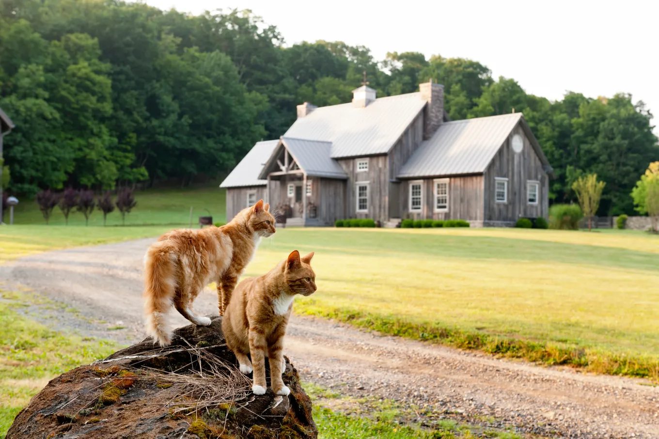 You Believe Your Cat Loves You. Now Science Has Proof. - Newsweek