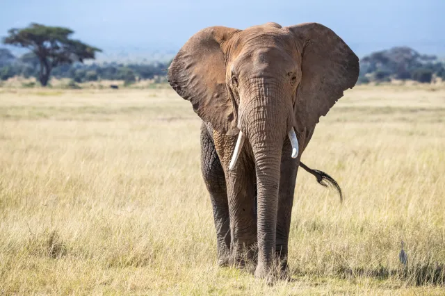 ‘Distressing and Tragic’ Elephant Killing Sparks Outrage - Newsweek