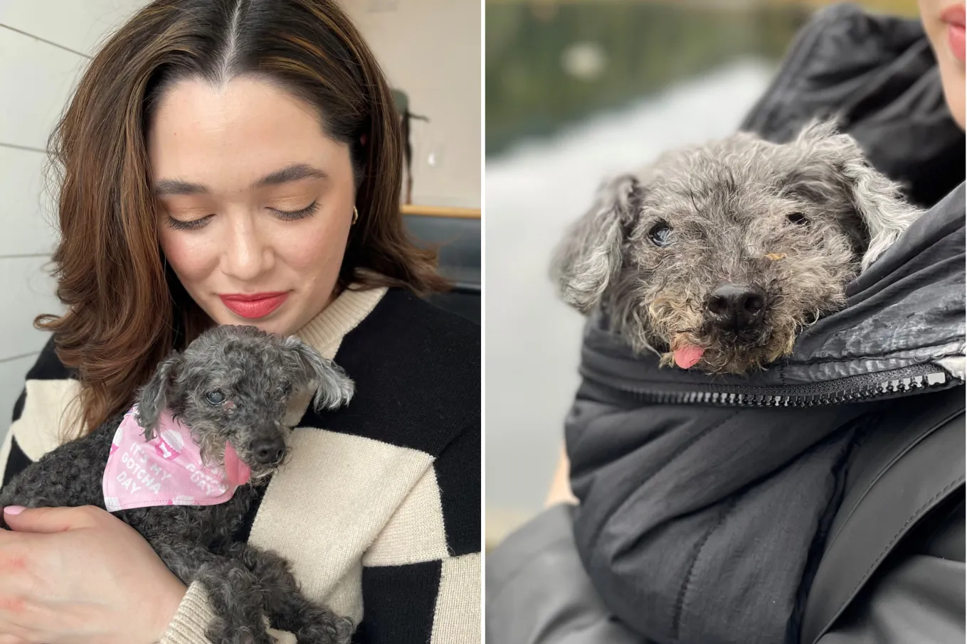 Senior Rescue Poodle Tricks New Owners Into Thinking She’s ‘Frail ...