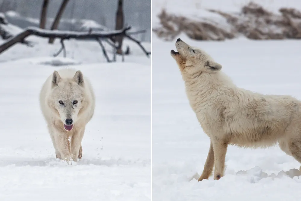 Internet Has Chills as Woman Is Surrounded by 13 Wolves in the Arctic ...