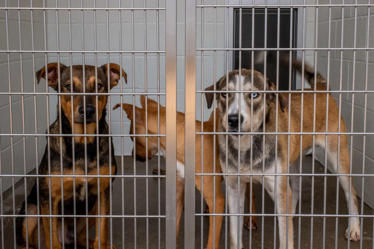 Emaciated Dogs Found Next to Dead Puppies Have Nowhere to Go - Newsweek