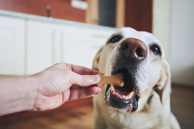 Vet Weighs In on Viral TikTok ‘Cancer-Fighting’ Dog Treats - Newsweek