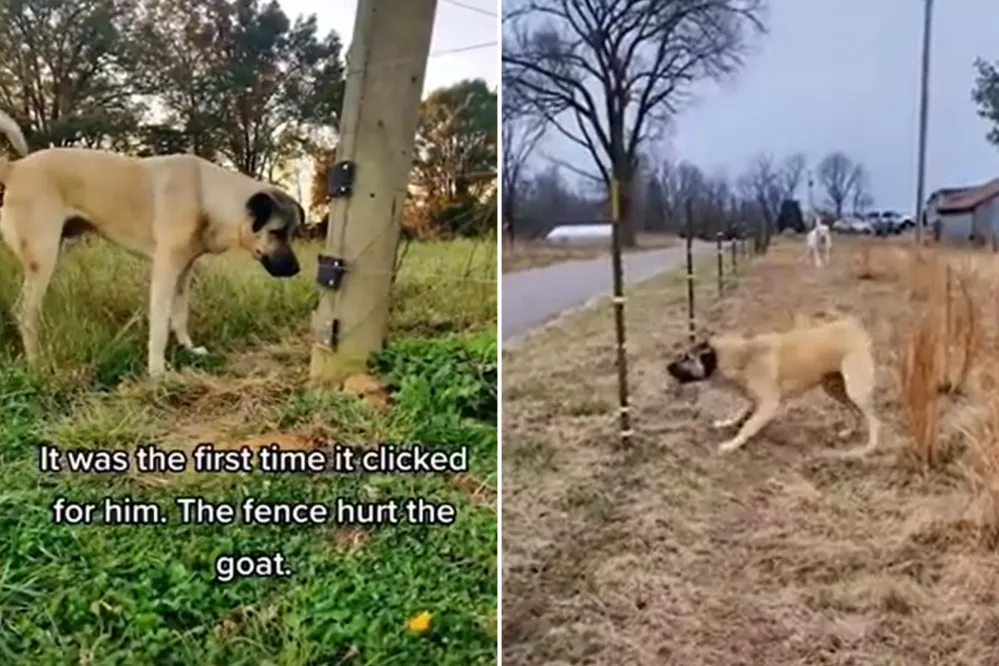 Watch Guard Dog Rushing To Defend His Flock From Danger: ‘Protect Them ...