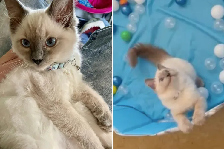 Cat With Own Ball Pit Wins Pet of the Week - Newsweek