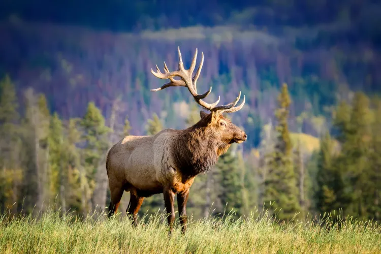 It’s Rutting Season and This Elk Is ‘Already Mad’ at 7 a.m. in Viral ...