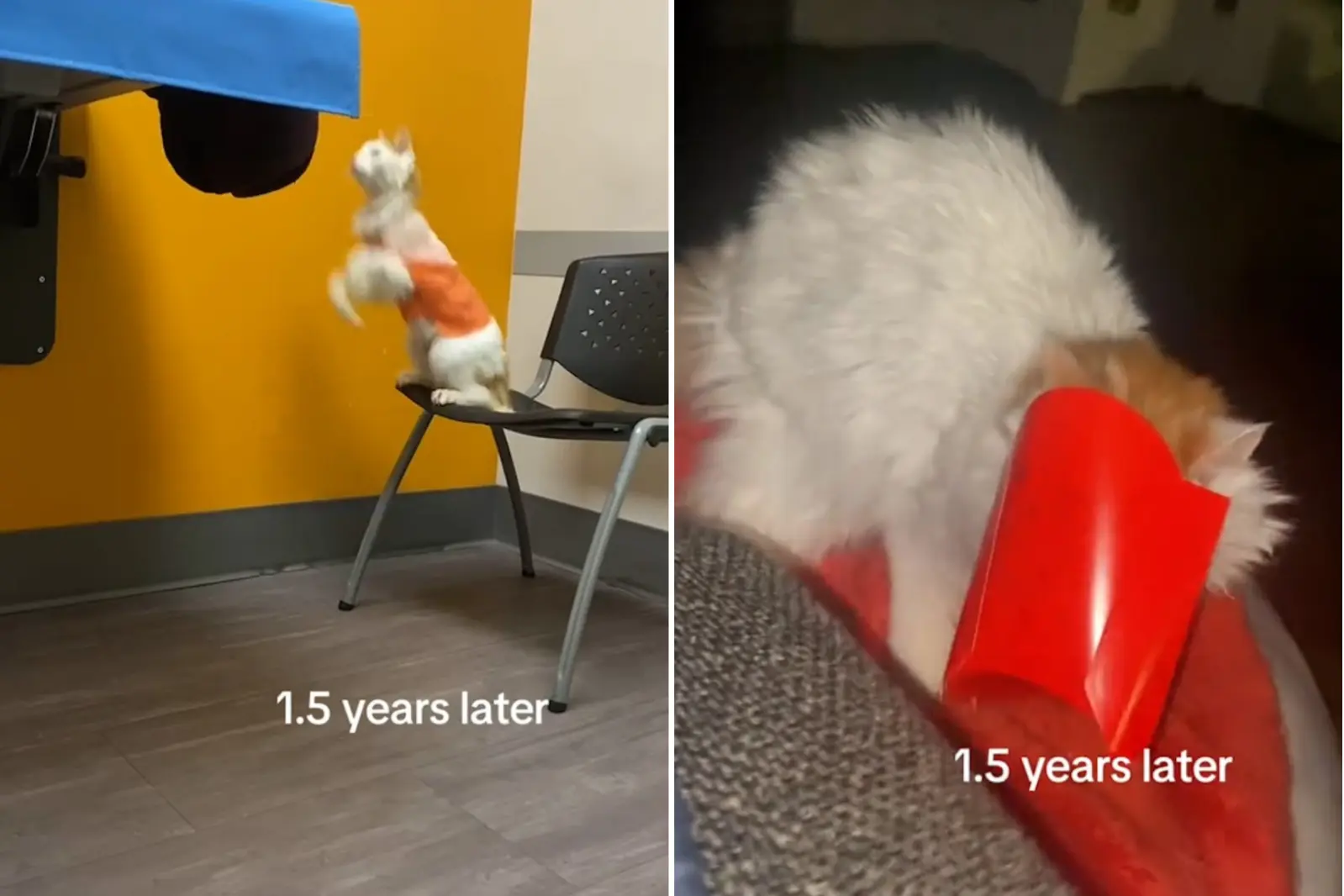 Woman Adopts 20-Year-Old Cat To Live Out Her Twilight Years, Plan ...