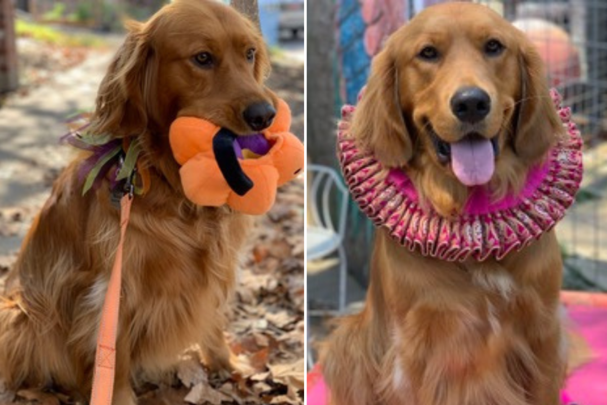 Dog Saved From Slaughter Truck in China Wins Pet of the Week - Newsweek