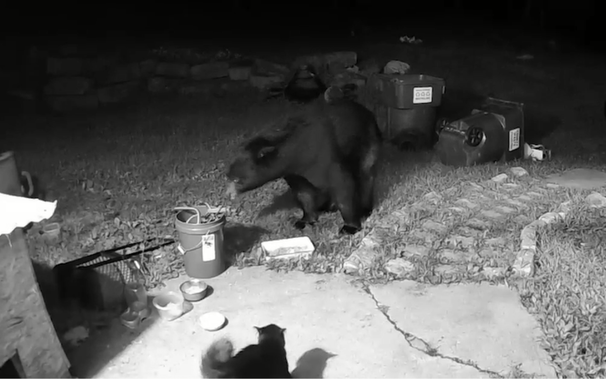Fearless Cat Caught on Camera Scaring Giant Bear Away From Owner’s Home ...