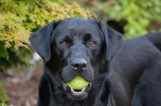 Dog Stealing From Owner’s Unattended Bag Goes Viral: ‘Pickpocketing ...