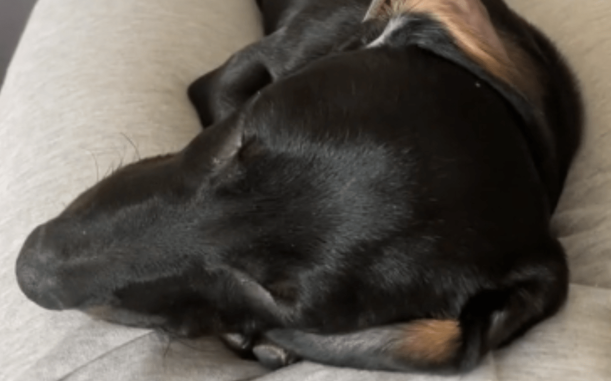 Hearts Break As Puppy Has ‘Wildest Dreams’ While Napping on Owner’s Lap ...