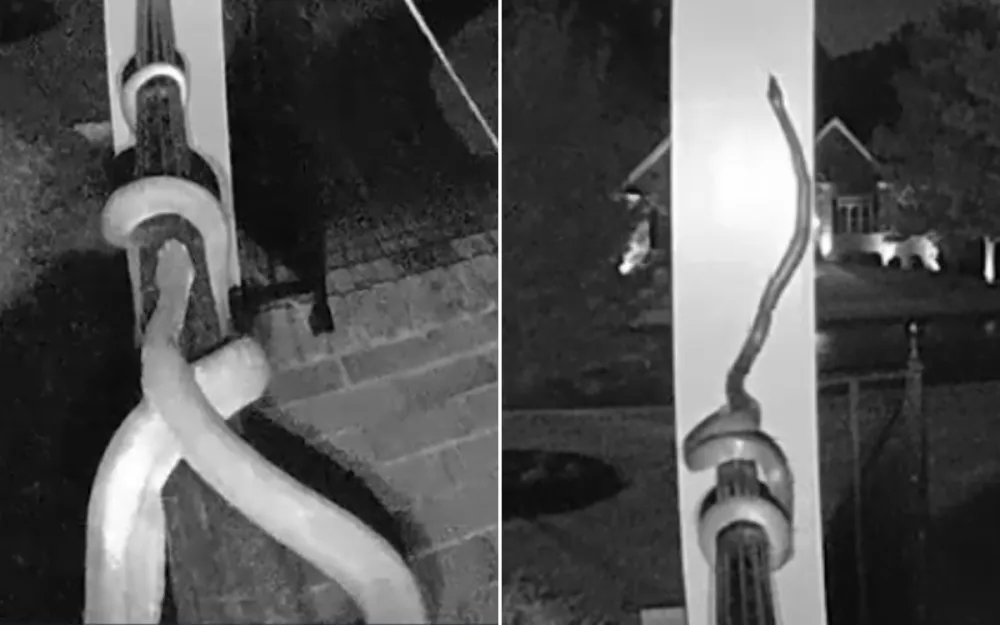 Long Snake Slithers Over Porch Railing Outside Home in Terrifying CCTV ...