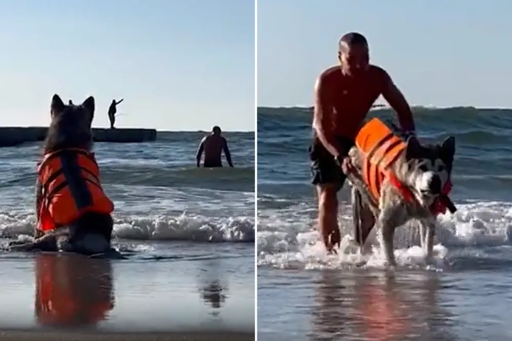 Paralyzed Dog Wearing Life Vest Enjoys Trip to the Beach: ‘His Happy ...