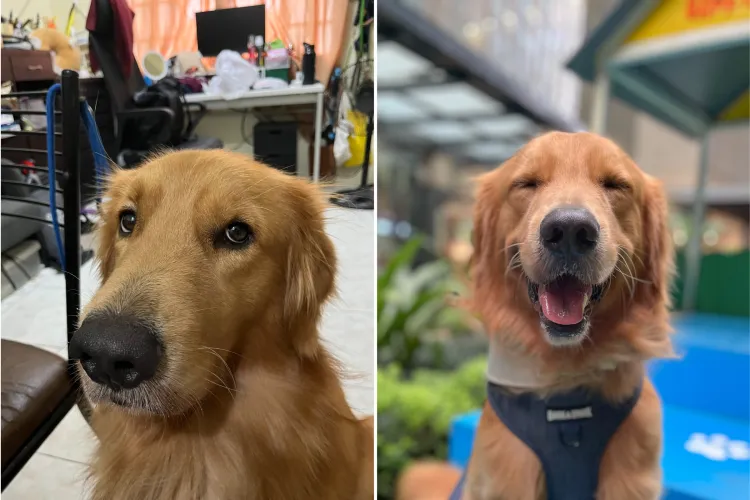Internet in Stitches at the Tell-Tale Sign Golden Retriever Stole ...