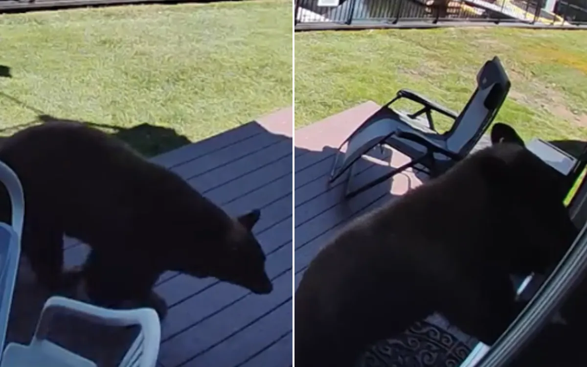 Large Bear Filmed Smashing Through Front Door in Shocking Video: ‘Mad ...