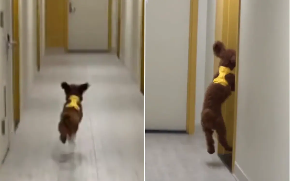 Watch Miniature Poodle’s Excited ‘Little Hops’ Going To Visit ...