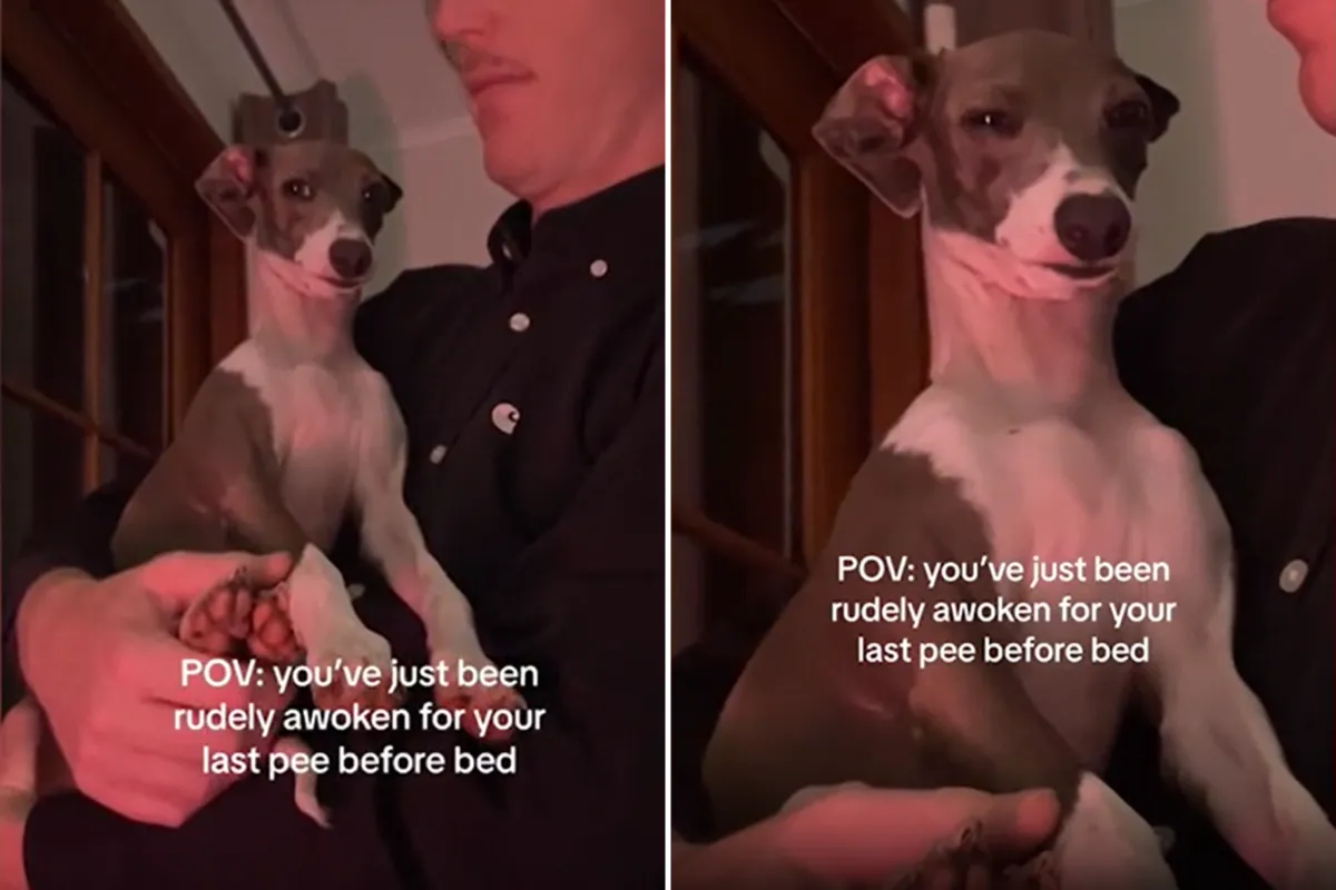 Laughter at Dog’s Angry Face After Being ‘Rudely Awoken’ to Go Outside ...