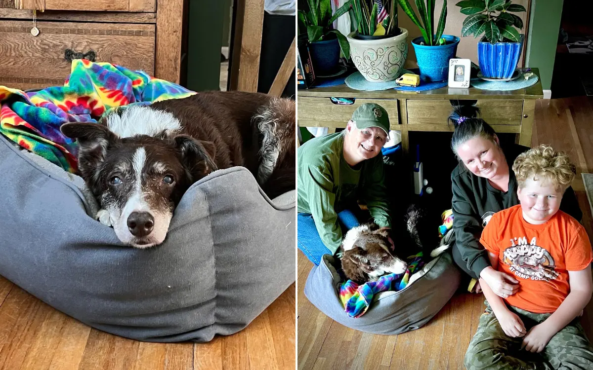 Senior Rescue Dog Driven Over 500 Miles By Volunteer To Be With New ...